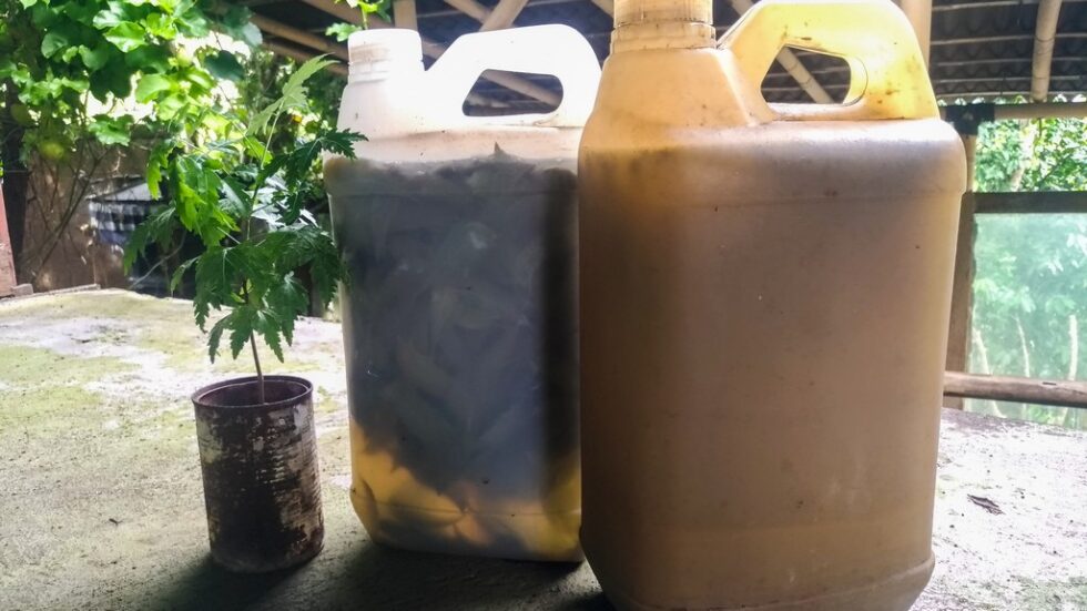 Natural pesticide from neem and papaya leaves | ZeroWaste Center